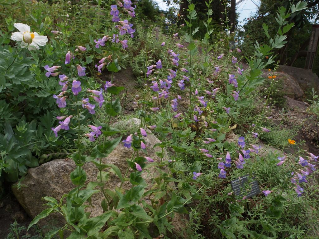 11th May | The Garden Diary