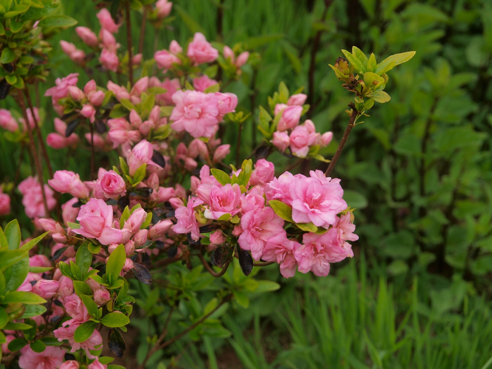 25th May | The Garden Diary