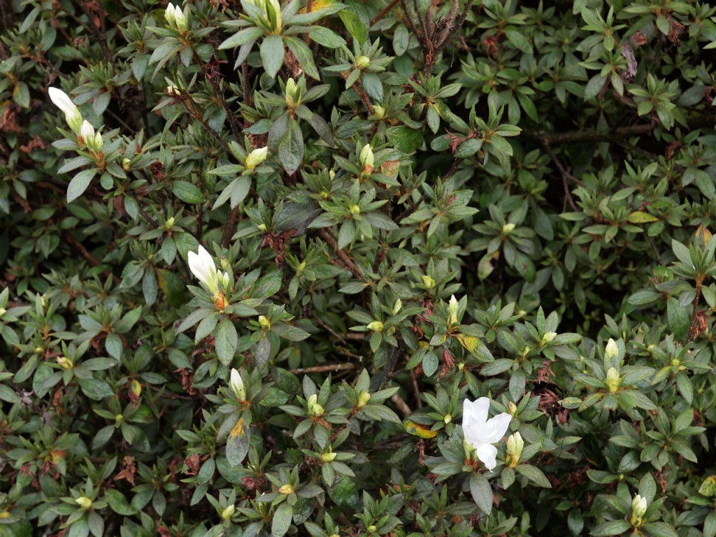 28th February | The Garden Diary