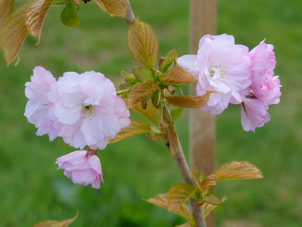 18th April | The Garden Diary