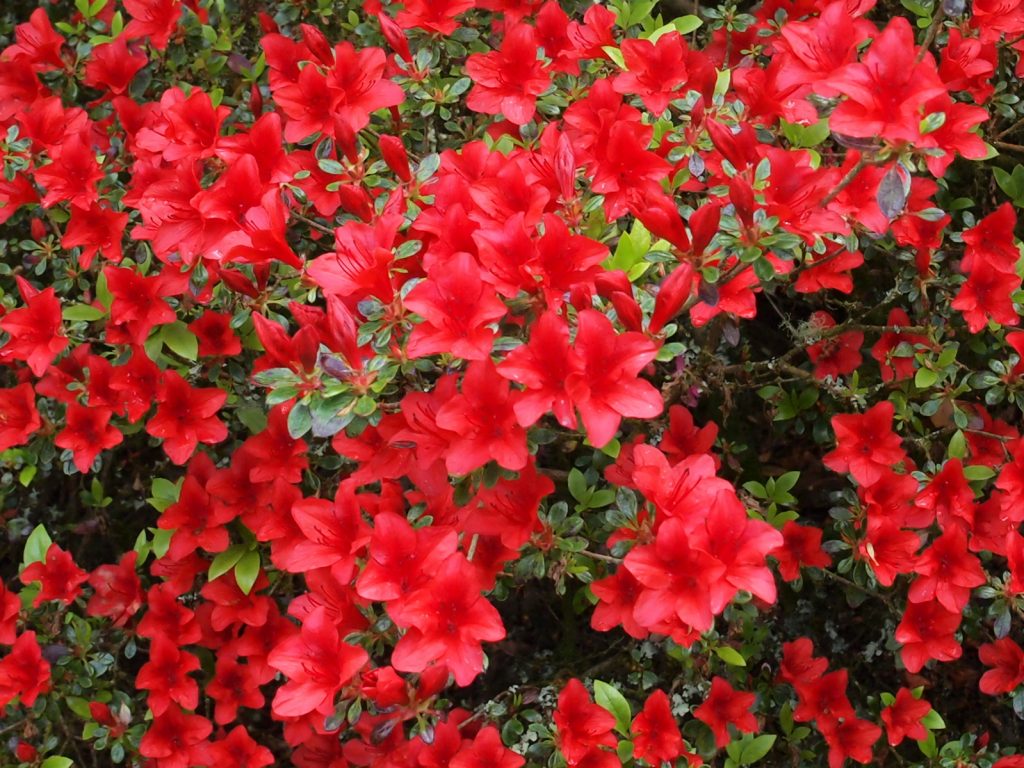 18th May | The Garden Diary