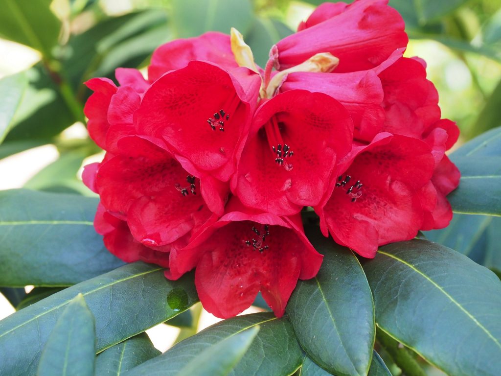 19th May | The Garden Diary