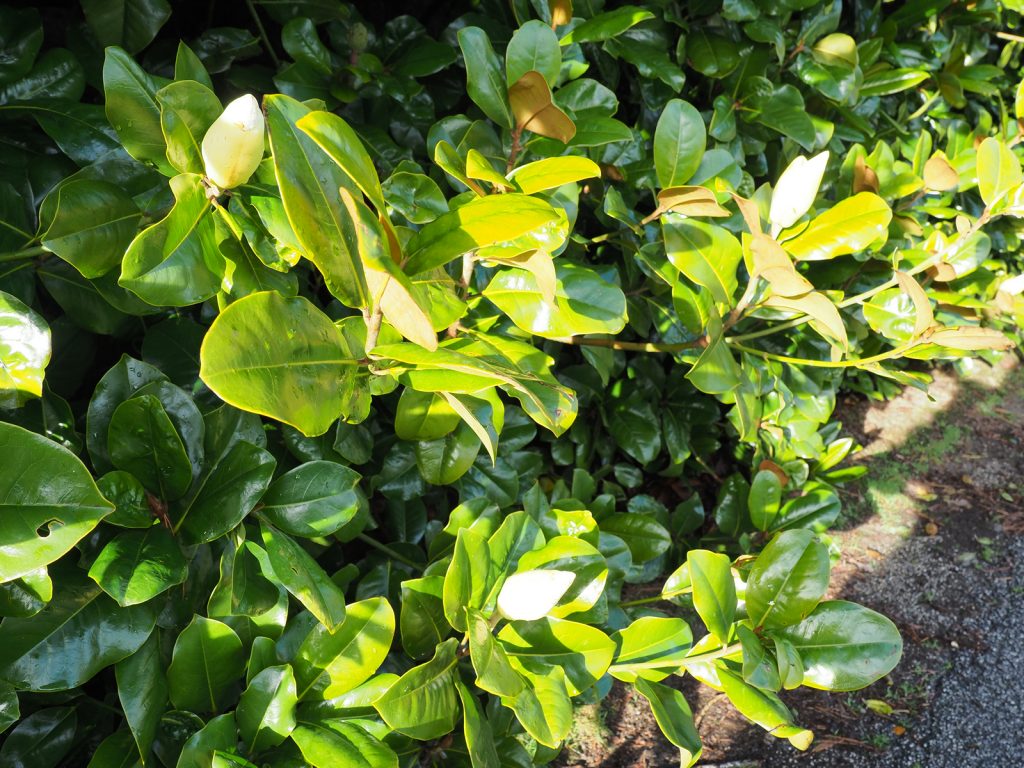 12th November | The Garden Diary