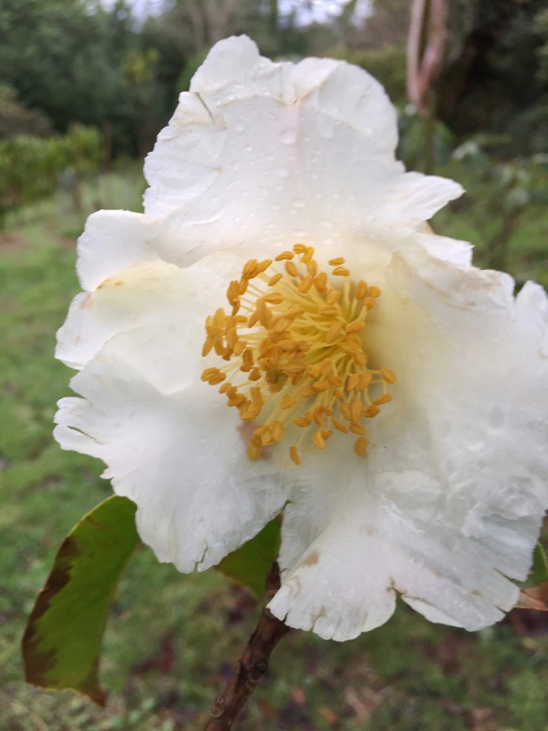 17th December | The Garden Diary