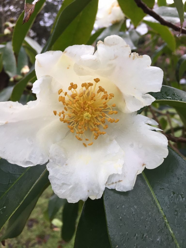 17th December | The Garden Diary