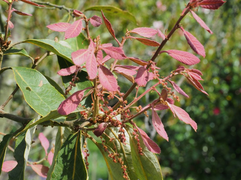 3rd May | The Garden Diary